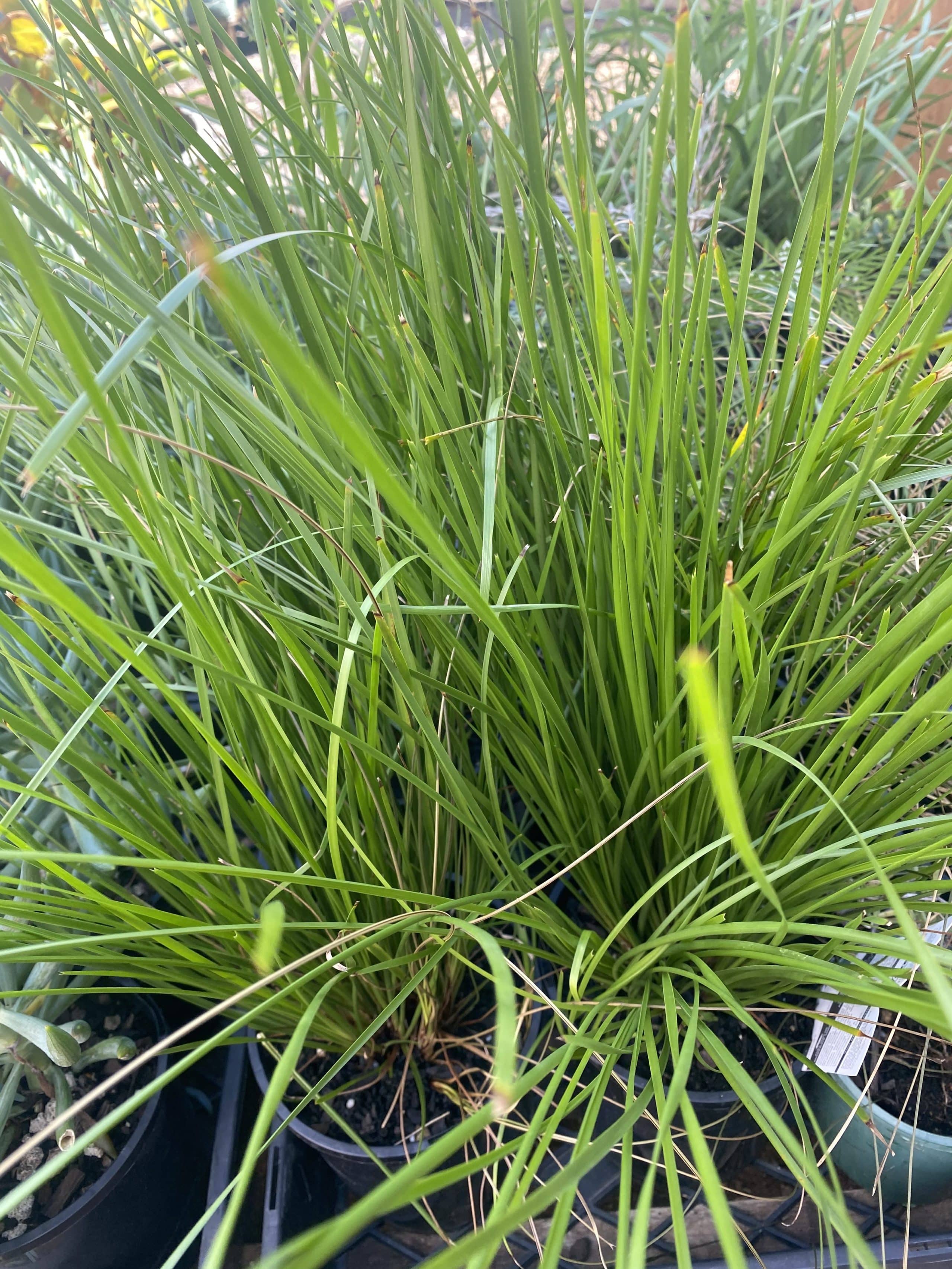 Plants in Dubbo | The Landscape Centre