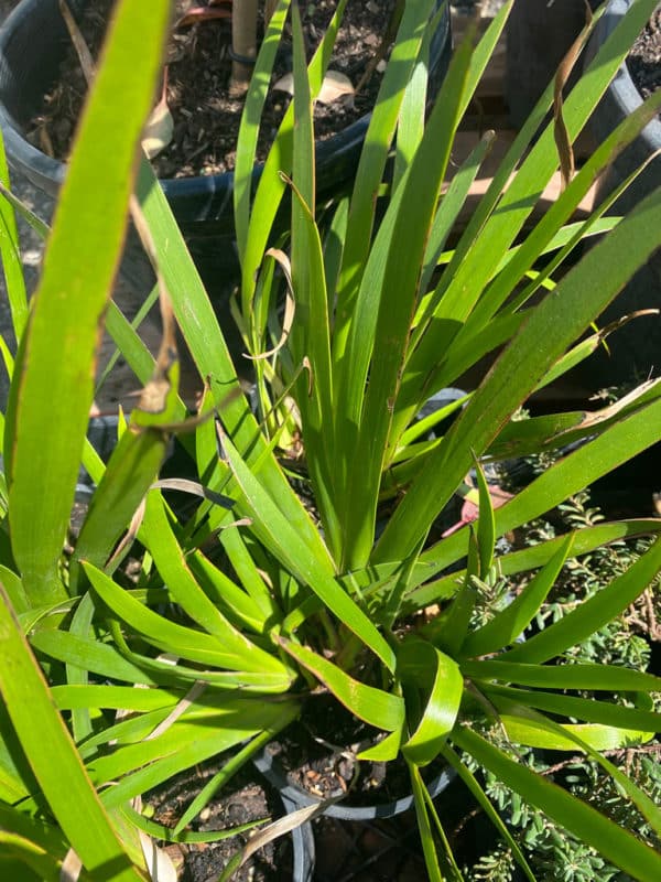 Plants in Dubbo | The Landscape Centre